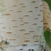 Birch trees Archives | Stone Lane Gardens